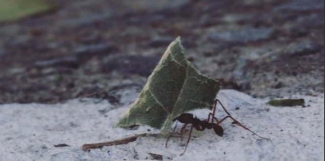 Formigas: os insetos sociais mais bem sucedidos do planeta! - Barbacena ...