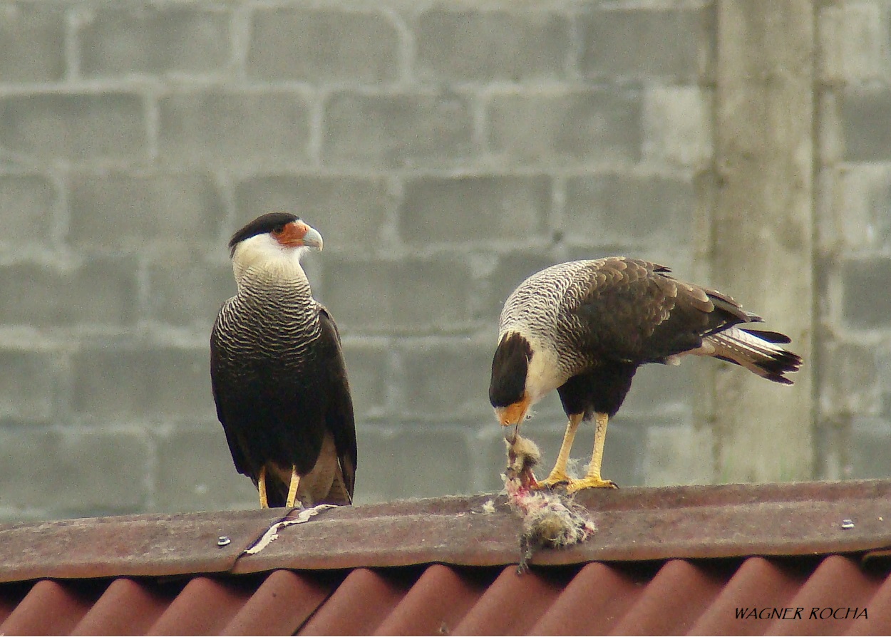 Asas de Barbacena Carcará (Caracara plancus) - Barbacena Online