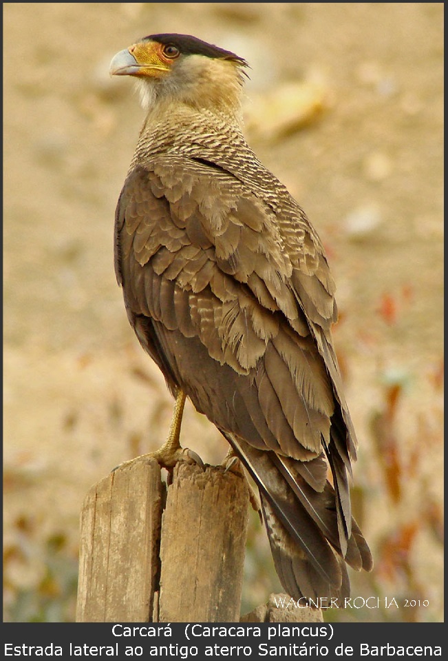 Asas de Barbacena Carcará (Caracara plancus) - Barbacena Online